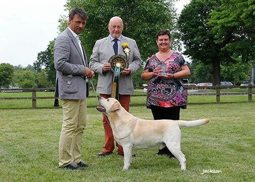 Gallery | Baileydale Labradors