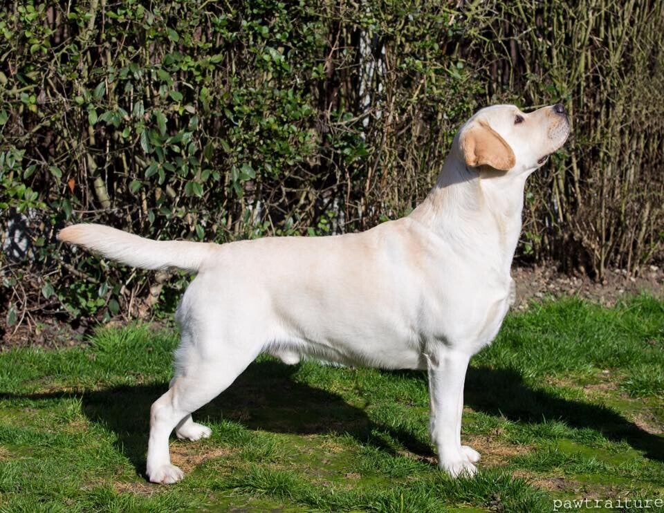 Gallery | Baileydale Labradors