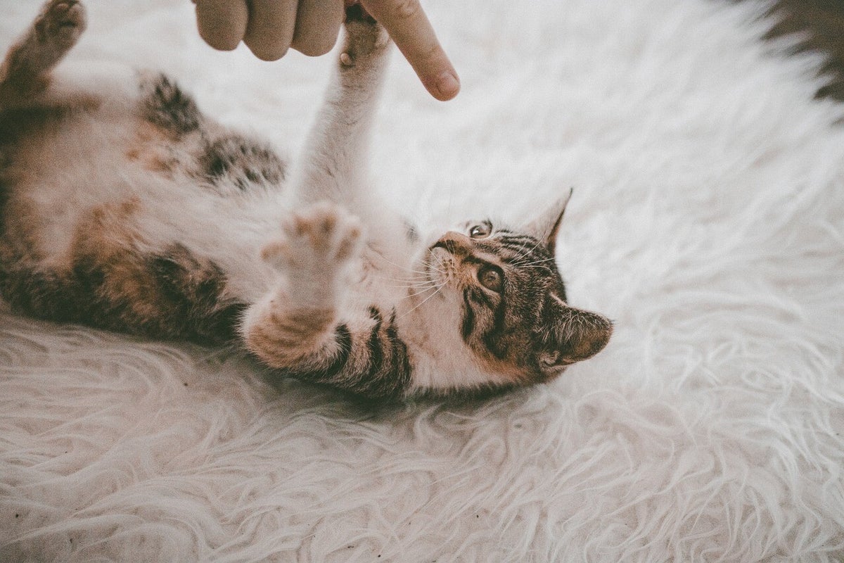 Unlocking Your Cat’s Inner Kitten: The Joy of Play / Blog | A Breed Apart