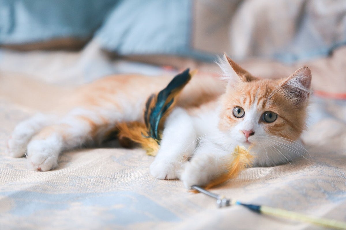 Unlocking Your Cat’s Inner Kitten: The Joy of Play / Blog | A Breed Apart