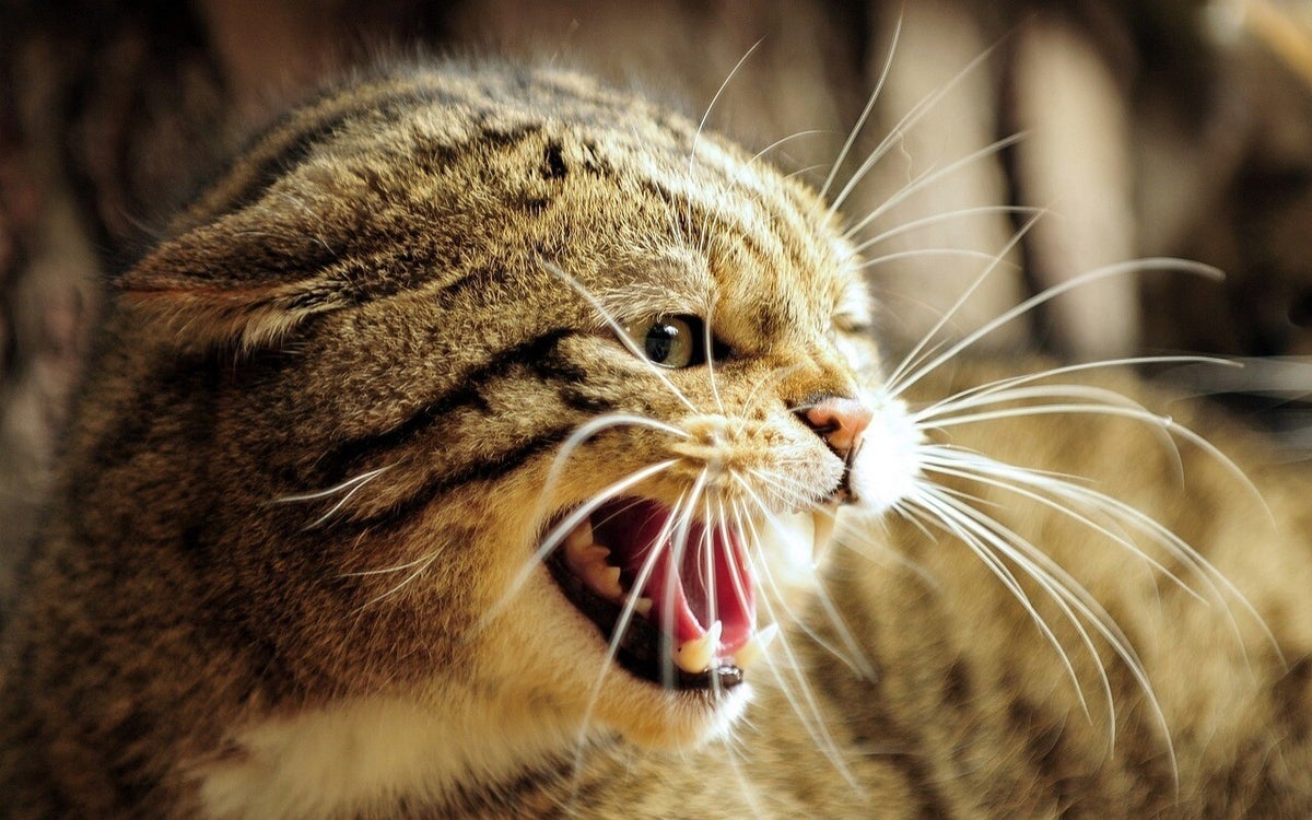 Understanding Cat Body Language: The Ultimate Guide for Cat Owners ...