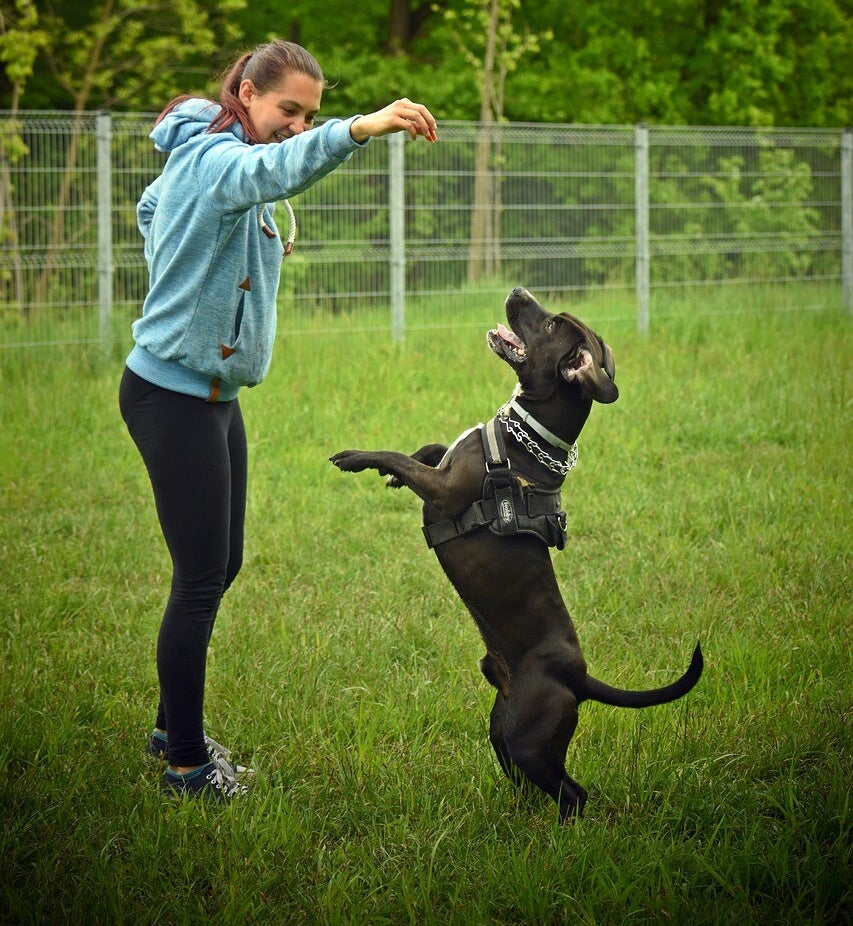 The Ultimate Guide to Canine Enrichment: Keeping Your Dog’s Mind and ...