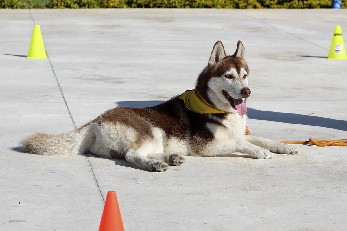 Essential Dog Training Tools Every Owner Should Know / Blog | A Breed Apart