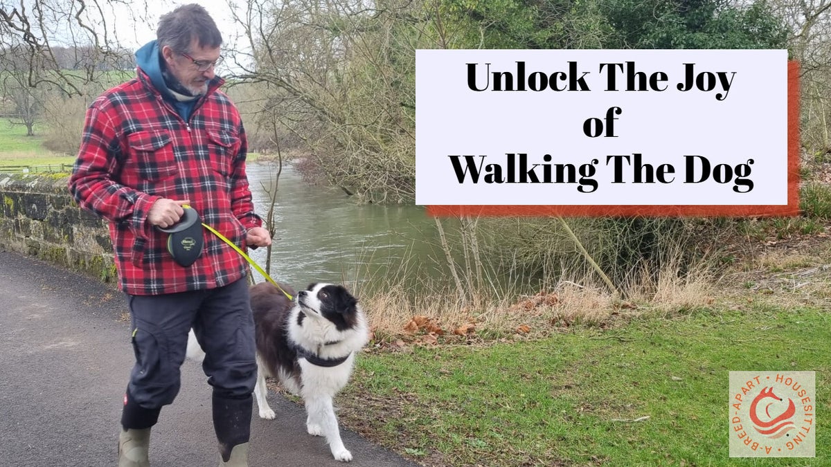Unlock The Joy of Walks: How to Keep Your Dog Excited at Every Step ...
