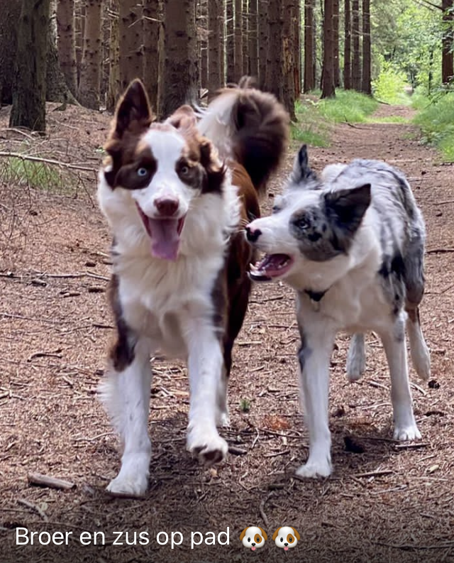 Reu of teef / De border collie | Marvelous border collies