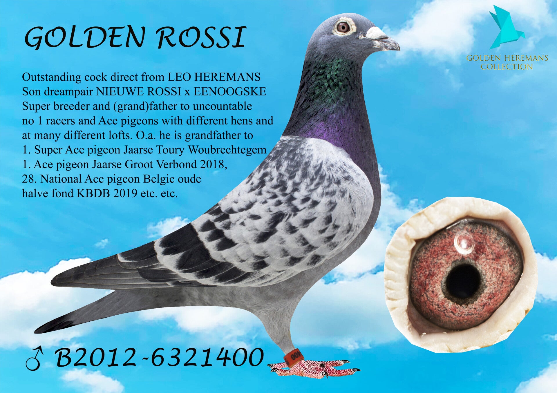 LEO HEREMANS BREEDING PAIRS 2025 | GOLDEN HEREMANS COLLECTION