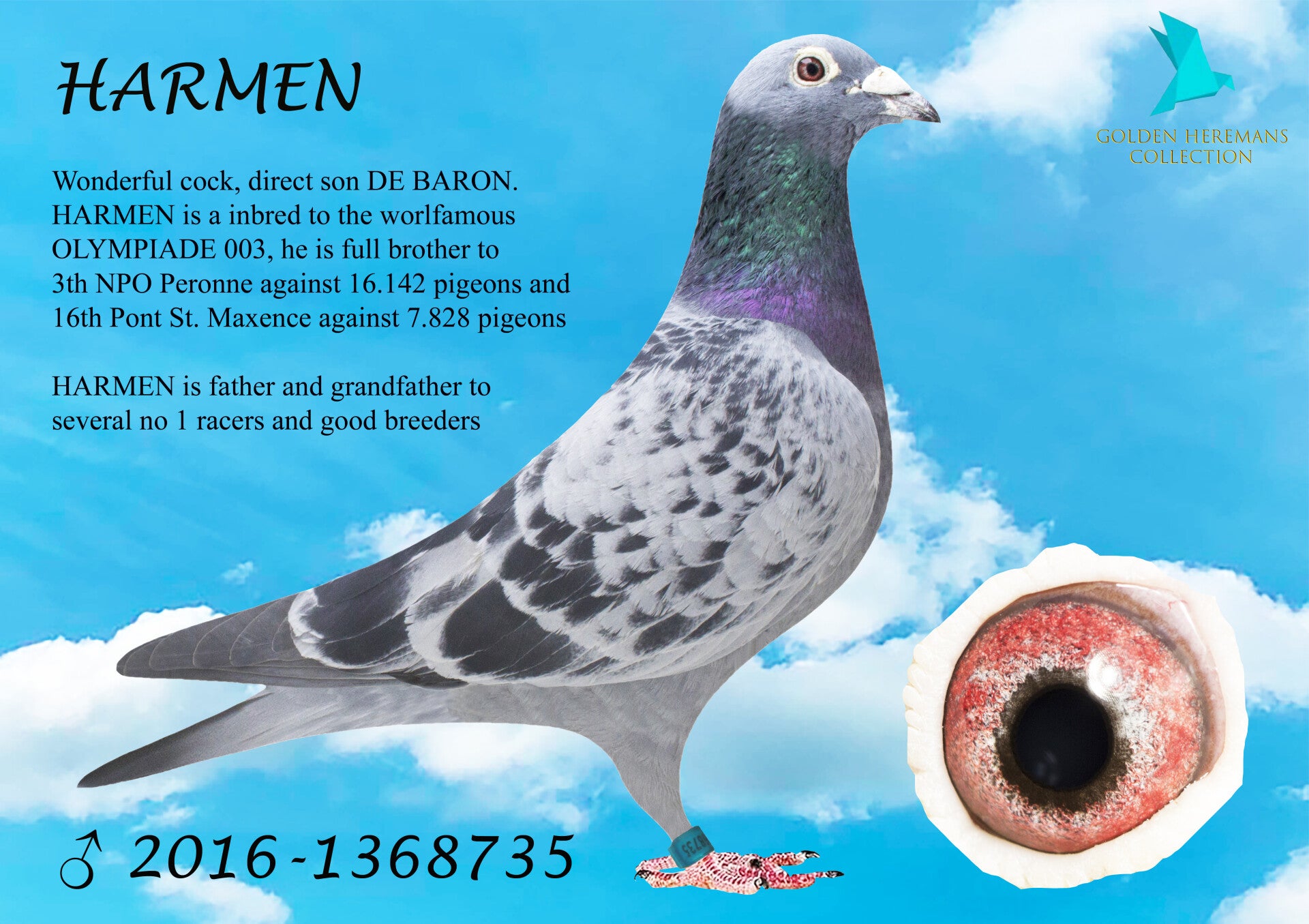 LEO HEREMANS BREEDING PAIRS 2025 | GOLDEN HEREMANS COLLECTION