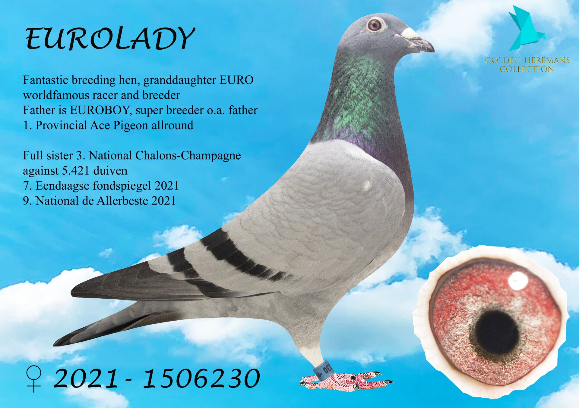 LEO HEREMANS BREEDING PAIRS 2025 | GOLDEN HEREMANS COLLECTION