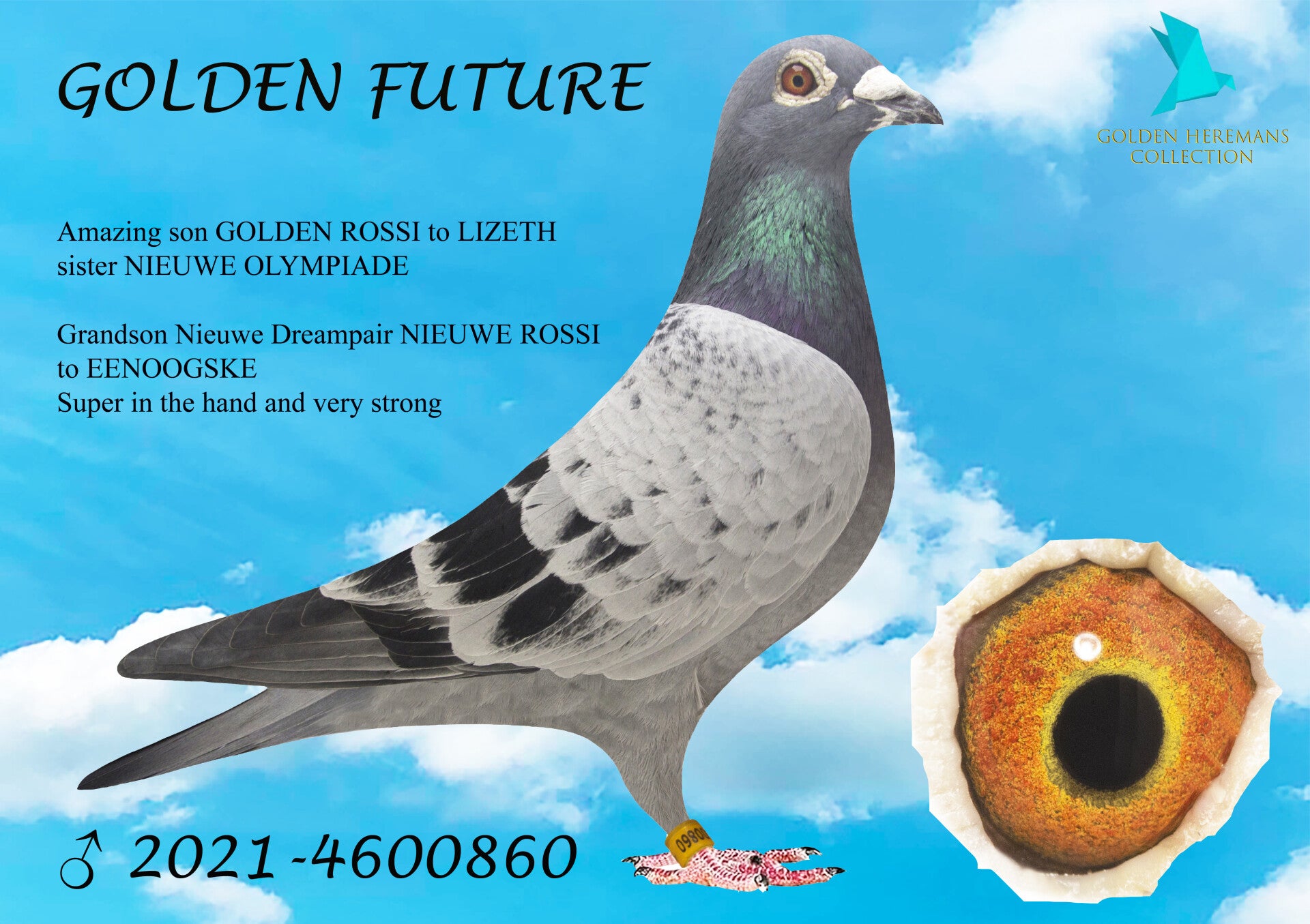LEO HEREMANS BREEDING PAIRS 2025 | GOLDEN HEREMANS COLLECTION