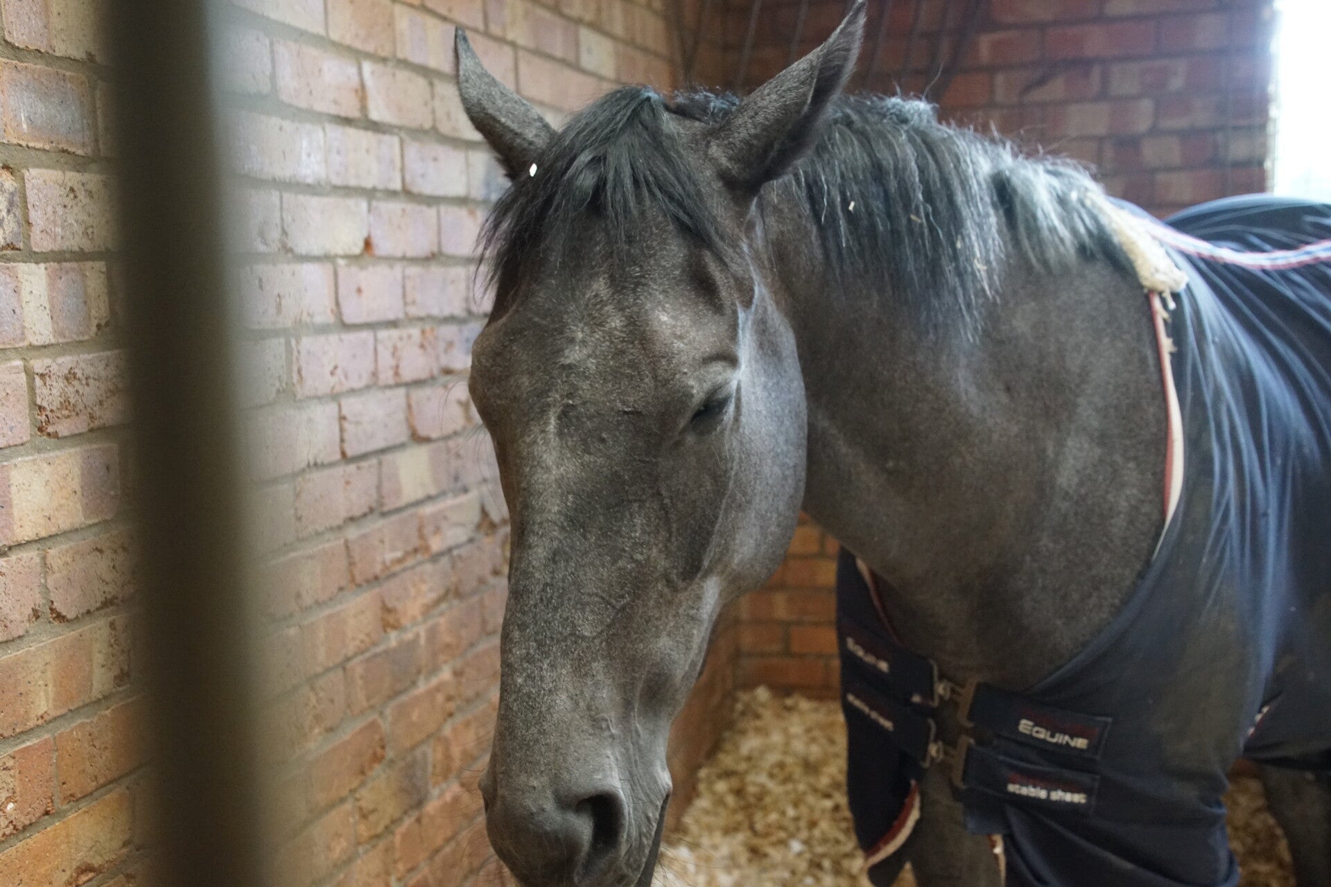 George Boughey Stable / Newmarket Open Weekend 2022 / 2022 Stable ...