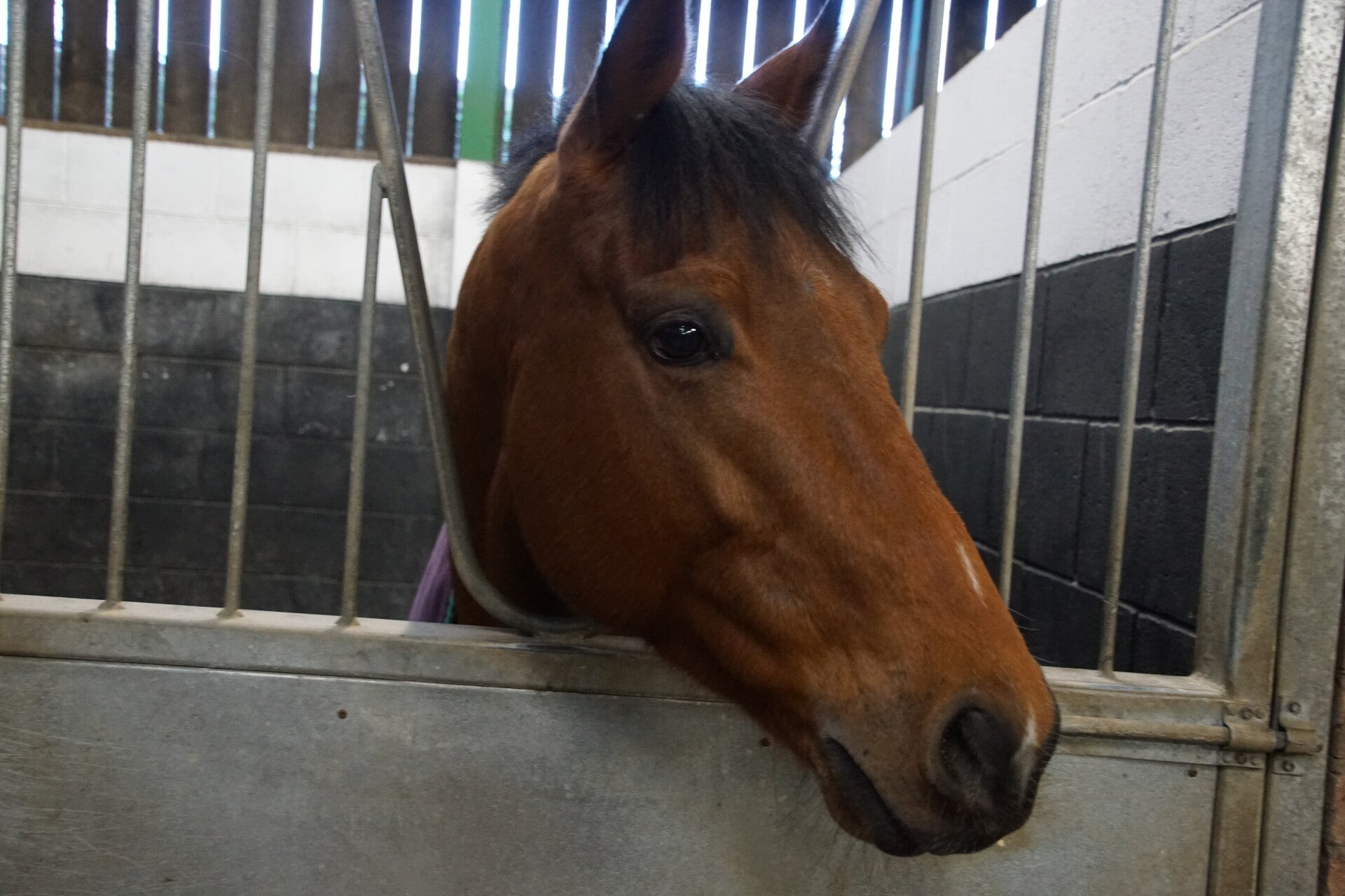 Roger Fell Stable Visit, February 2023 / 2023 Stable Visits / Stable ...