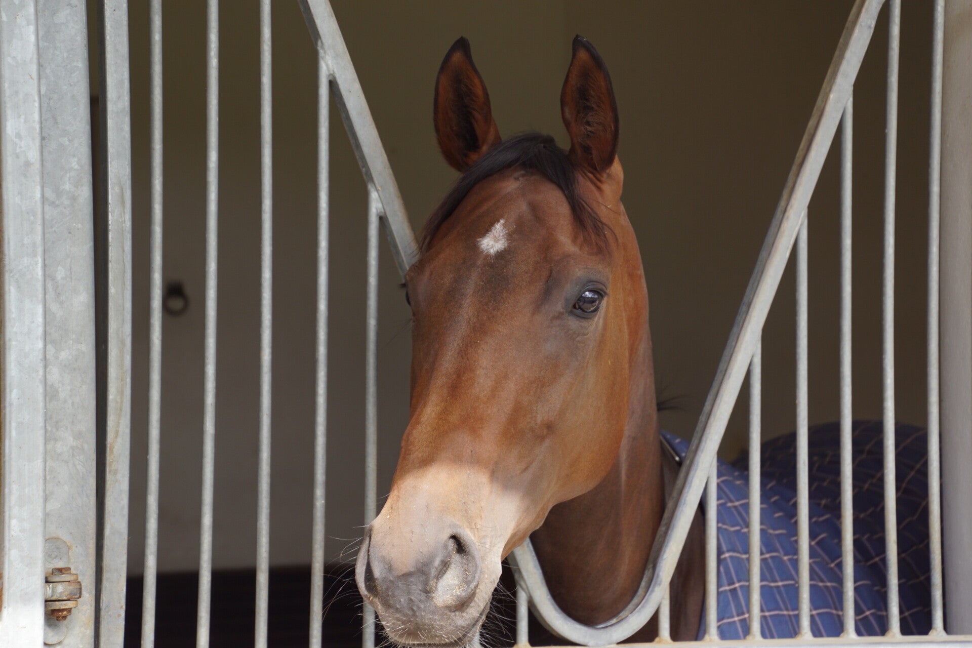 Ed & Simon Crisford Stable / Newmarket Open Weekend 2022 / 2022 Stable ...