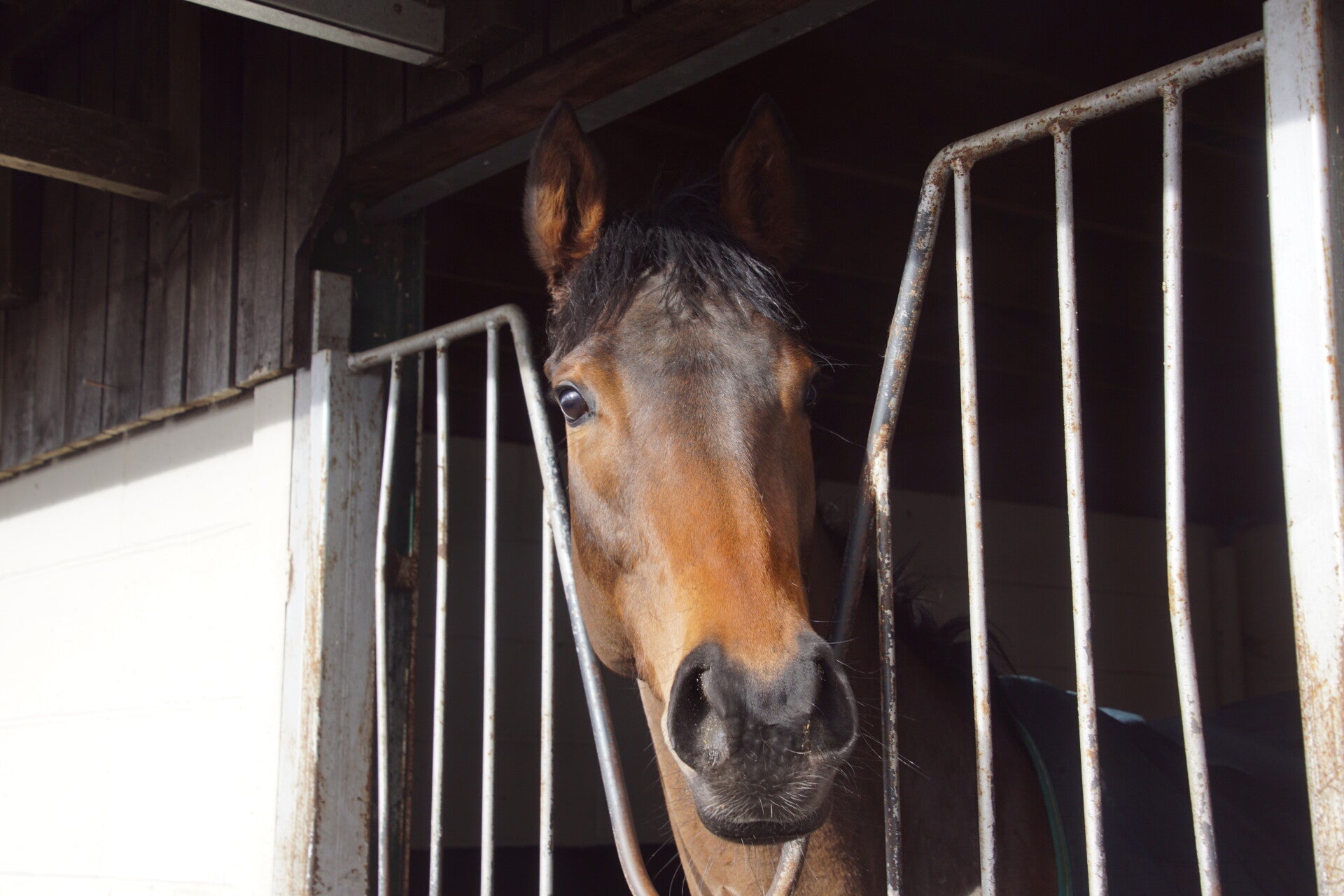 Roger Fell Stable Visit, February 2023 / 2023 Stable Visits / Stable ...