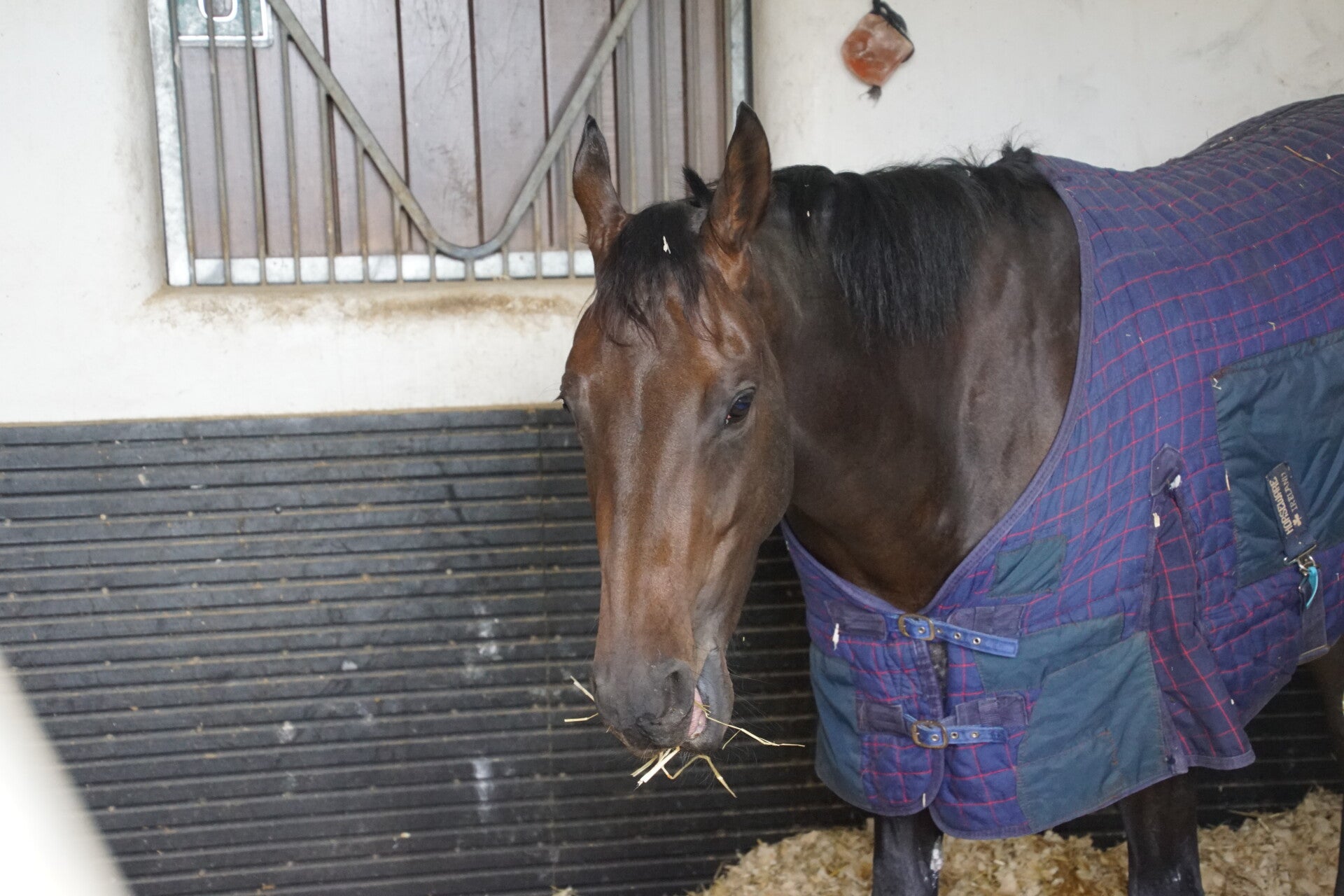 Ed & Simon Crisford Stable / Newmarket Open Weekend 2022 / 2022 Stable ...
