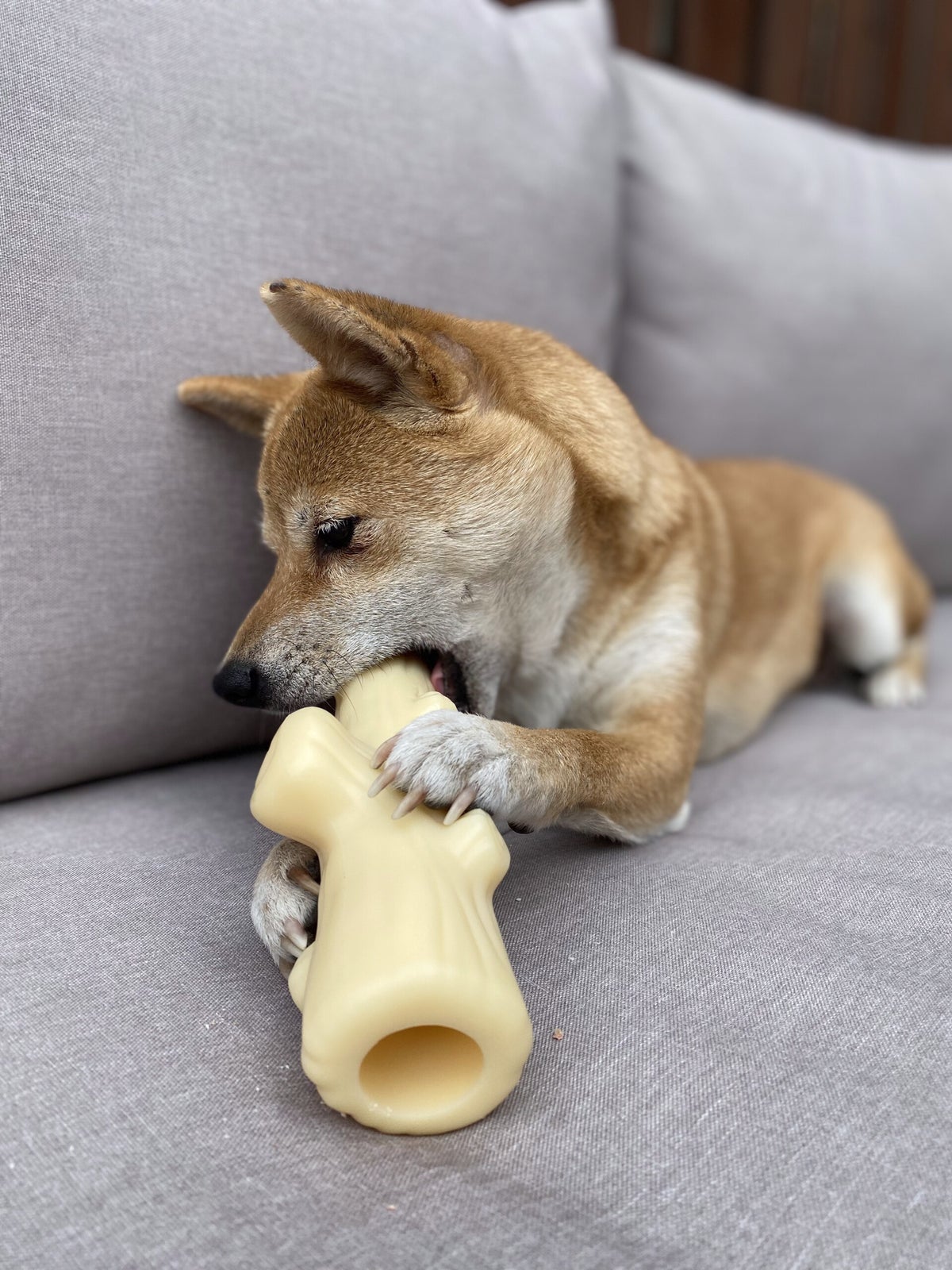 Shiba’s Extreme Box | Extra stevig | Bulletproof | Extra strong