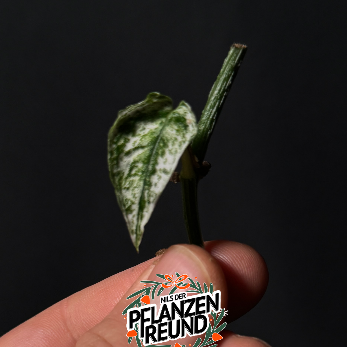 Epipremnum pinnatum cebu blue variegata | Nils der Pflanzenfreund