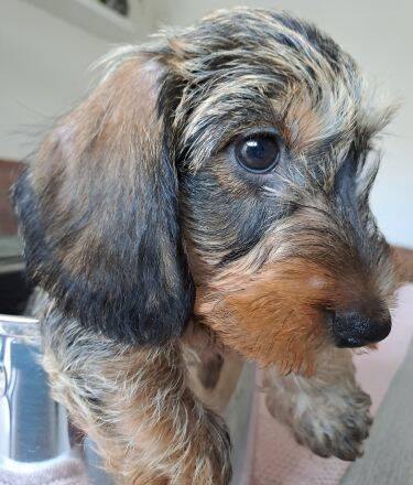 Ruwhaar teckel pups | Teckelpuppies