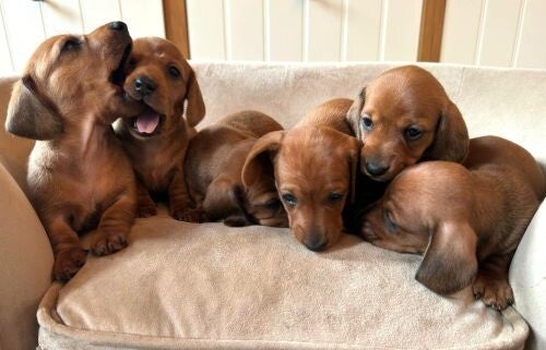 Korthaar teckel pups | Teckelpuppies