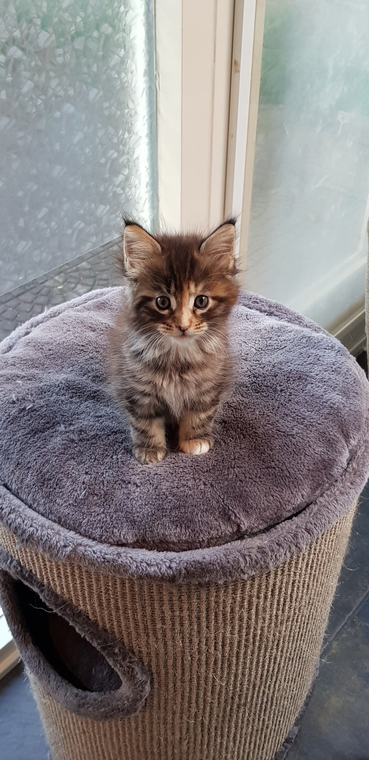 Geschiedenis van de Maine Coon | Cattery Klein Engelenburg
