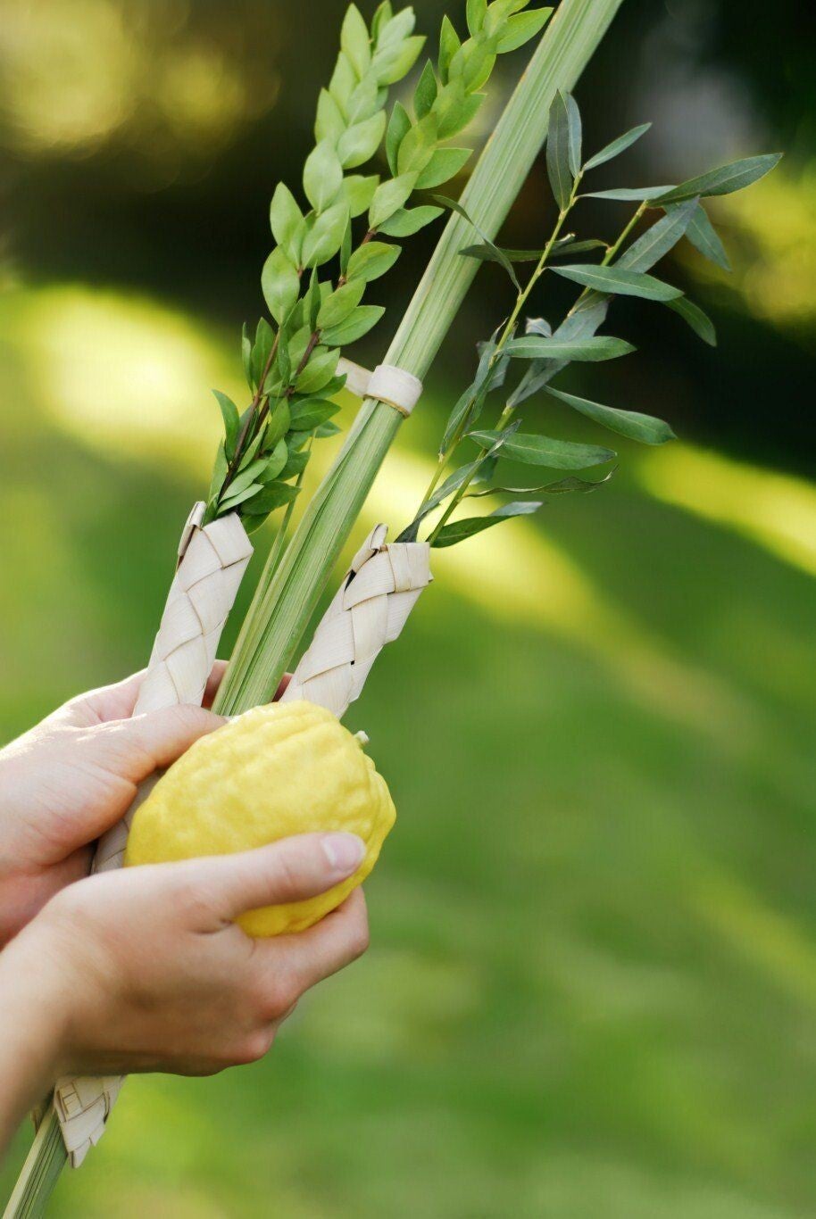 The Lulav / Sukkot Festival / Culture | Embassy of Yahweh’s Kingdom