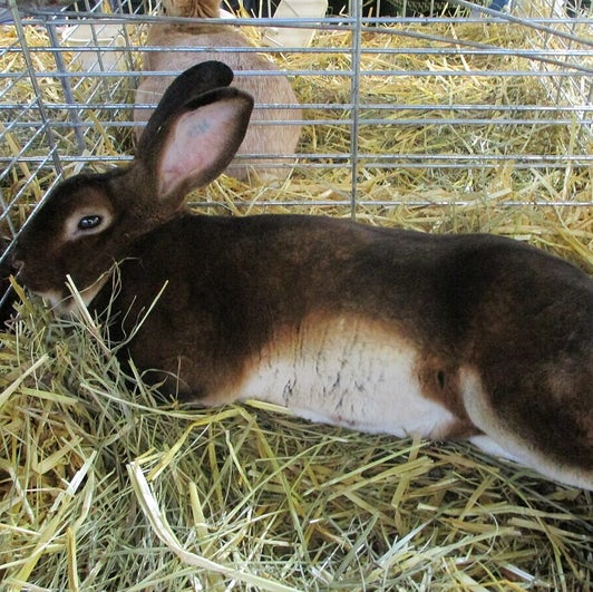 Rabbit Fur Type Genetics | Dichrome Rabbitry
