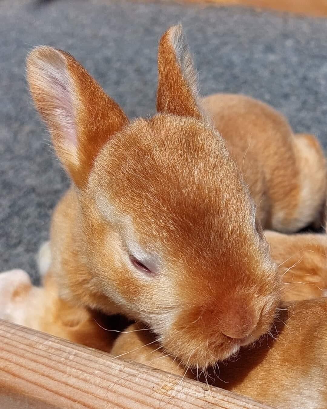 Rabbit Fur Type Genetics | Dichrome Rabbitry