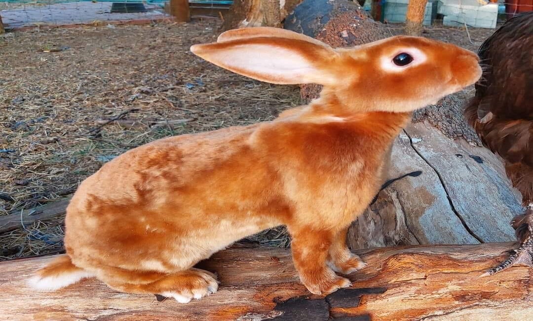 Rabbit Fur Type Genetics | Dichrome Rabbitry