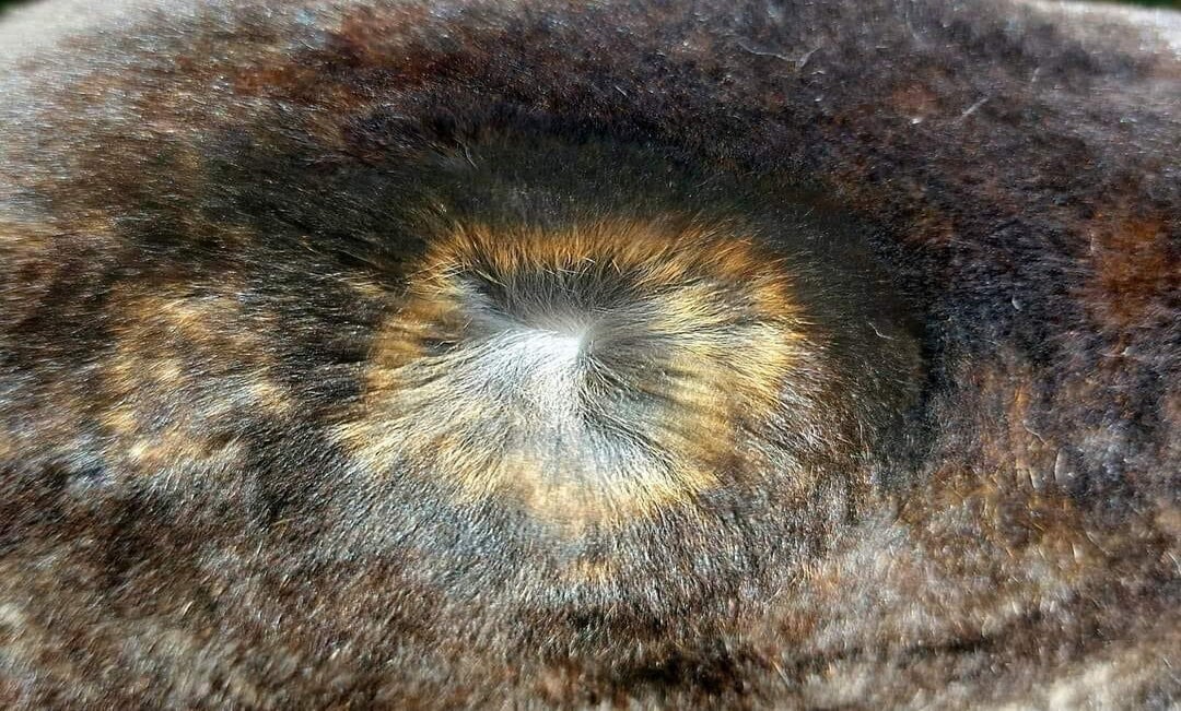 Rabbit Fur Type Genetics | Dichrome Rabbitry