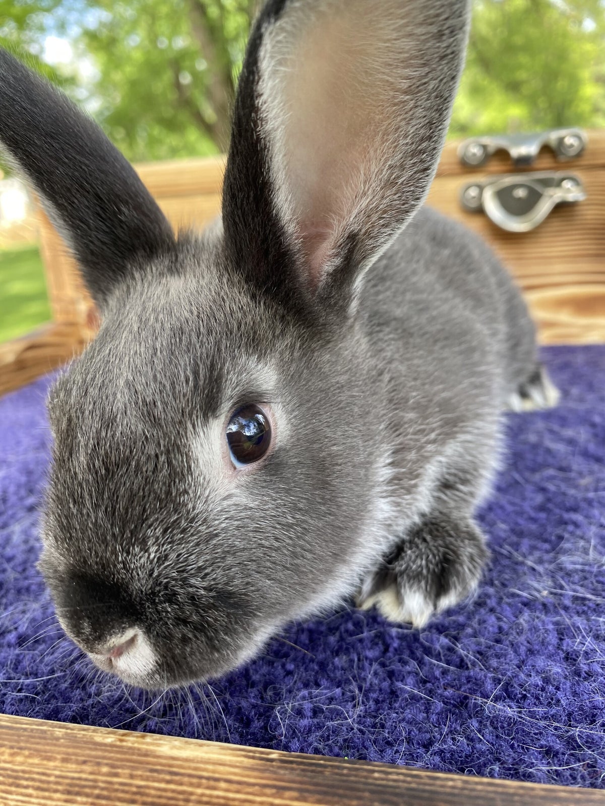 sable mini rex rabbit