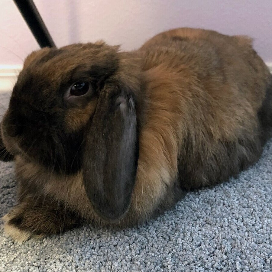 Rabbit Fur Type Genetics | Dichrome Rabbitry
