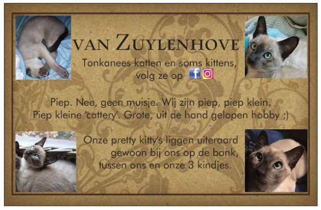 Kittens op show! Altijd al eens een Tonkanees willen zien! | Tonkanees ...