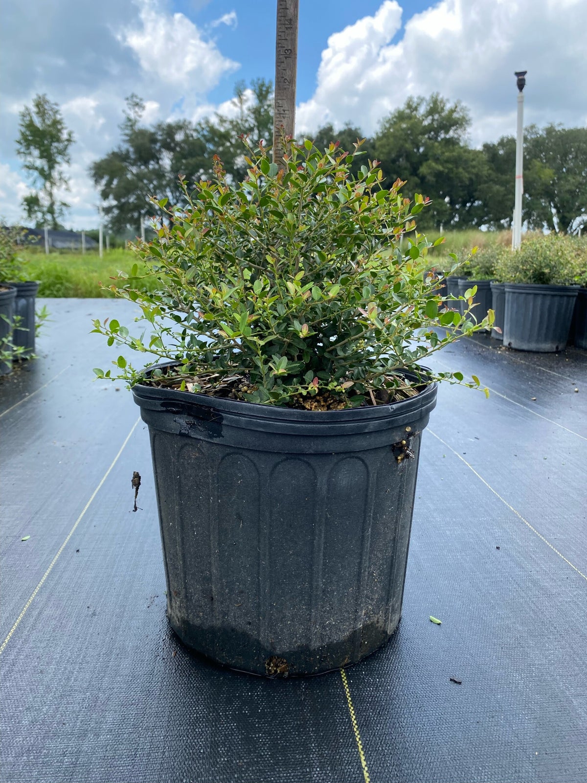 3 gal Dwarf Yaupon Holly | Sunflower Nursery