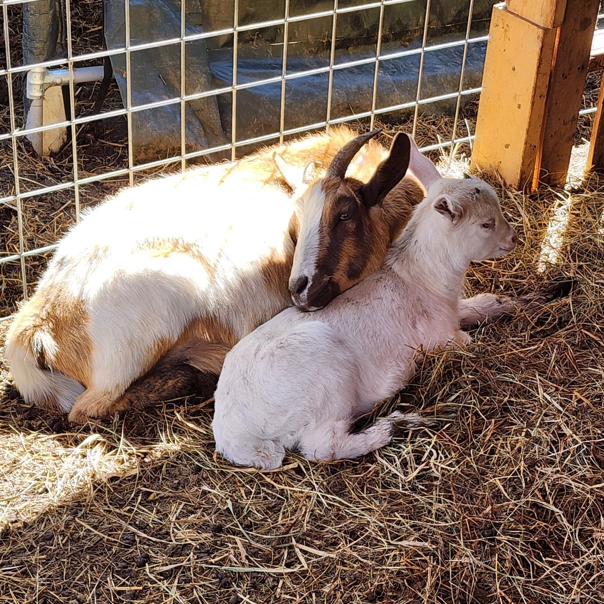 Milk goat (Clover) and doeling(Daisy) Sannen/Alpine/Kiko/Boer born 2/9 ...