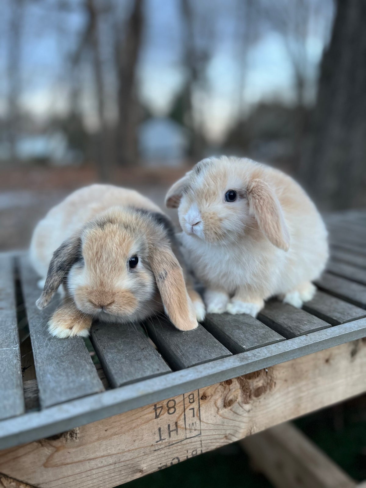 Huntington Hoppers