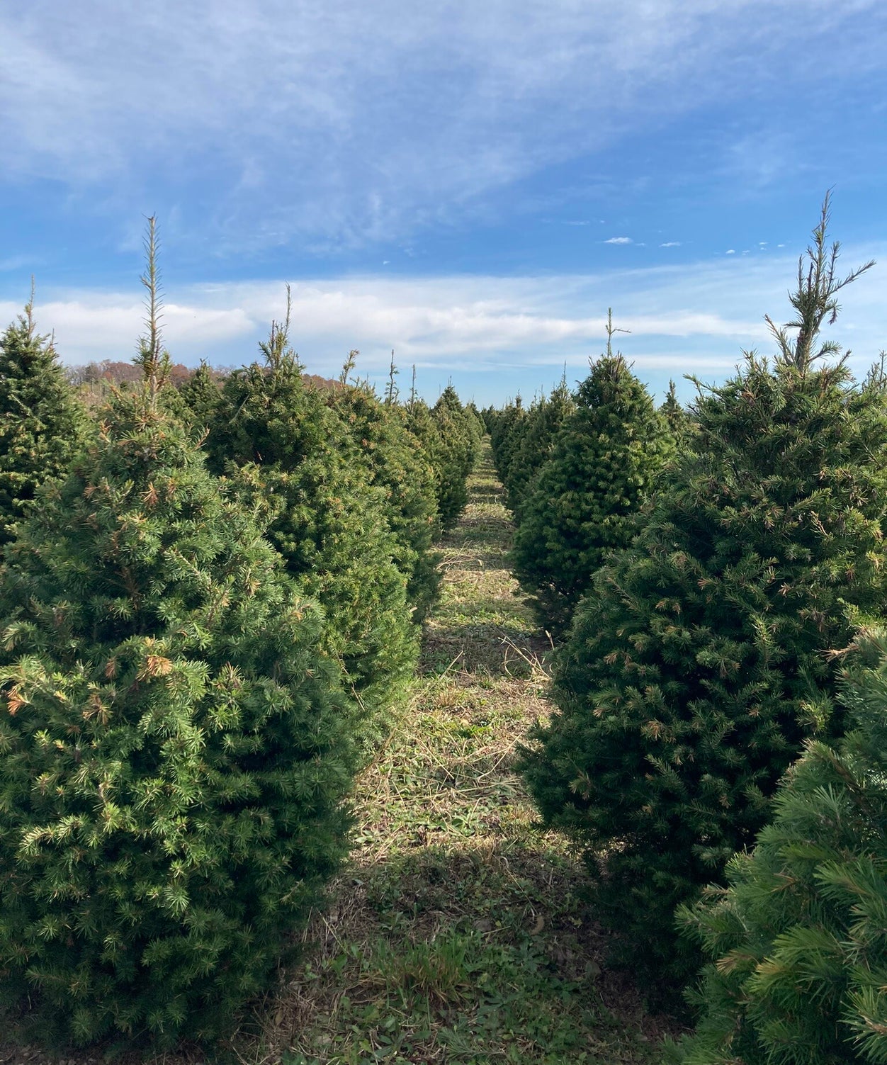 Christmas Trees & Wreaths at Ponduce Farms | Fresh Greens & Holiday Décor