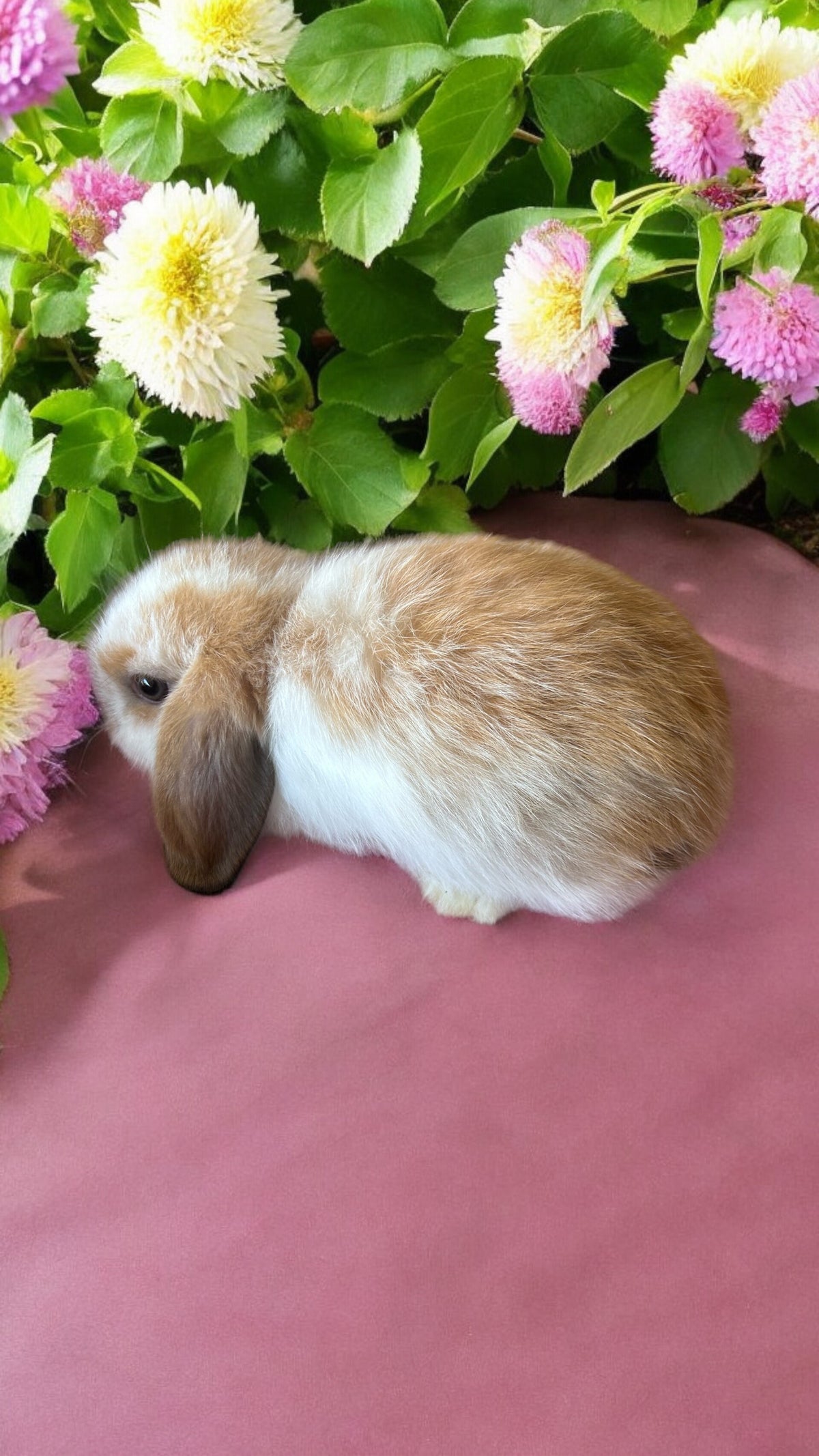 Care Tips | B&S Rabbitry