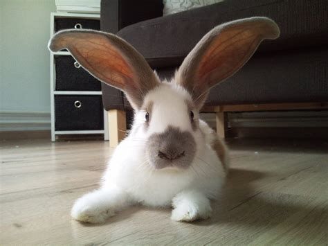 Lotharinger / Grote rassen | FijnKonijn