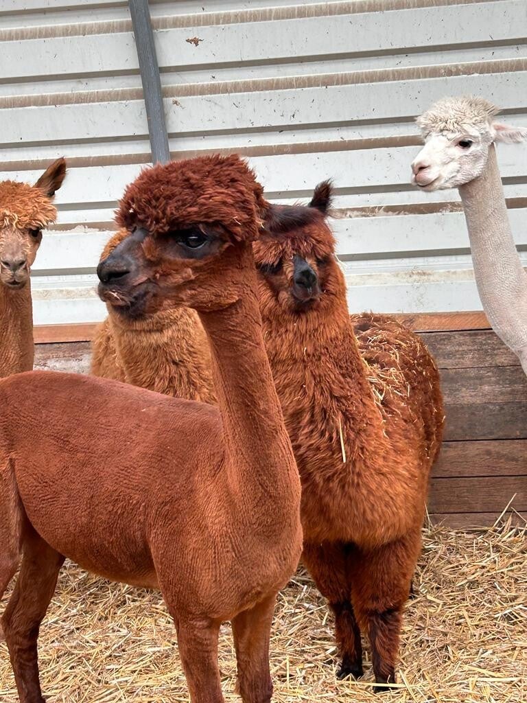 Informatie | ALPACABEL