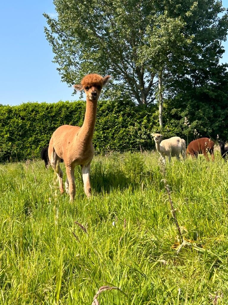 Informatie | ALPACABEL