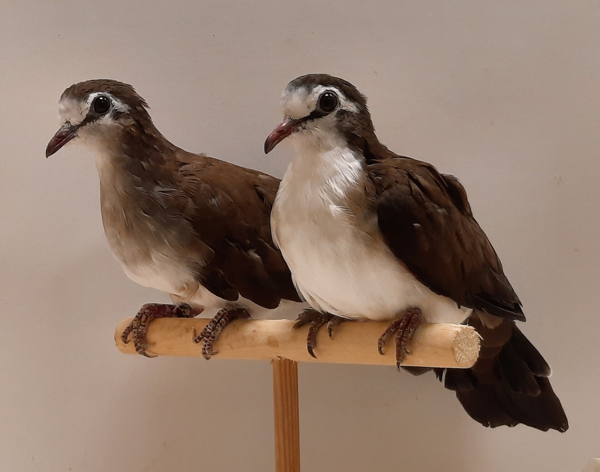 Vogels / Birds
