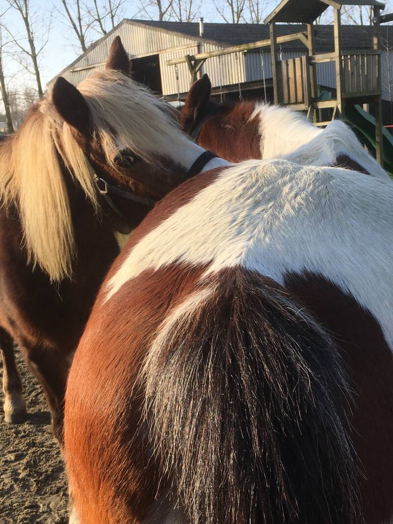 Waarom een rusthuis? | Paardenrusthuis De Kranendijk