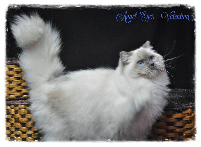 ANGELS | Angel Eyes Ragdolls