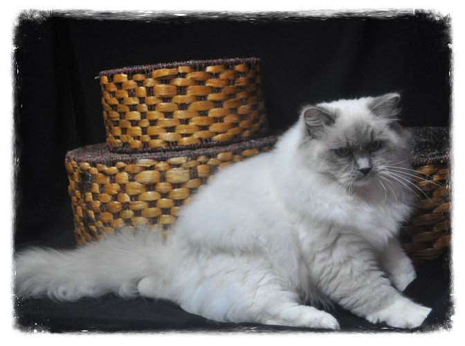 ANGELS | Angel Eyes Ragdolls