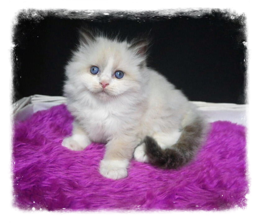 KITTENS Available/Sold | Angel Eyes Ragdolls