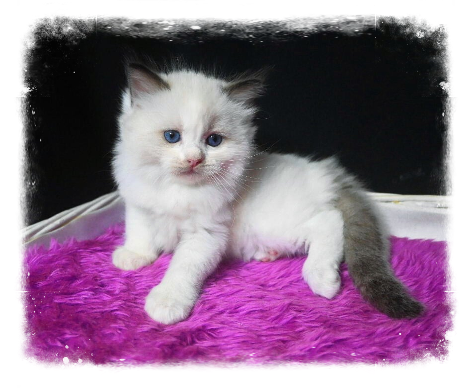 KITTENS Available/Sold | Angel Eyes Ragdolls