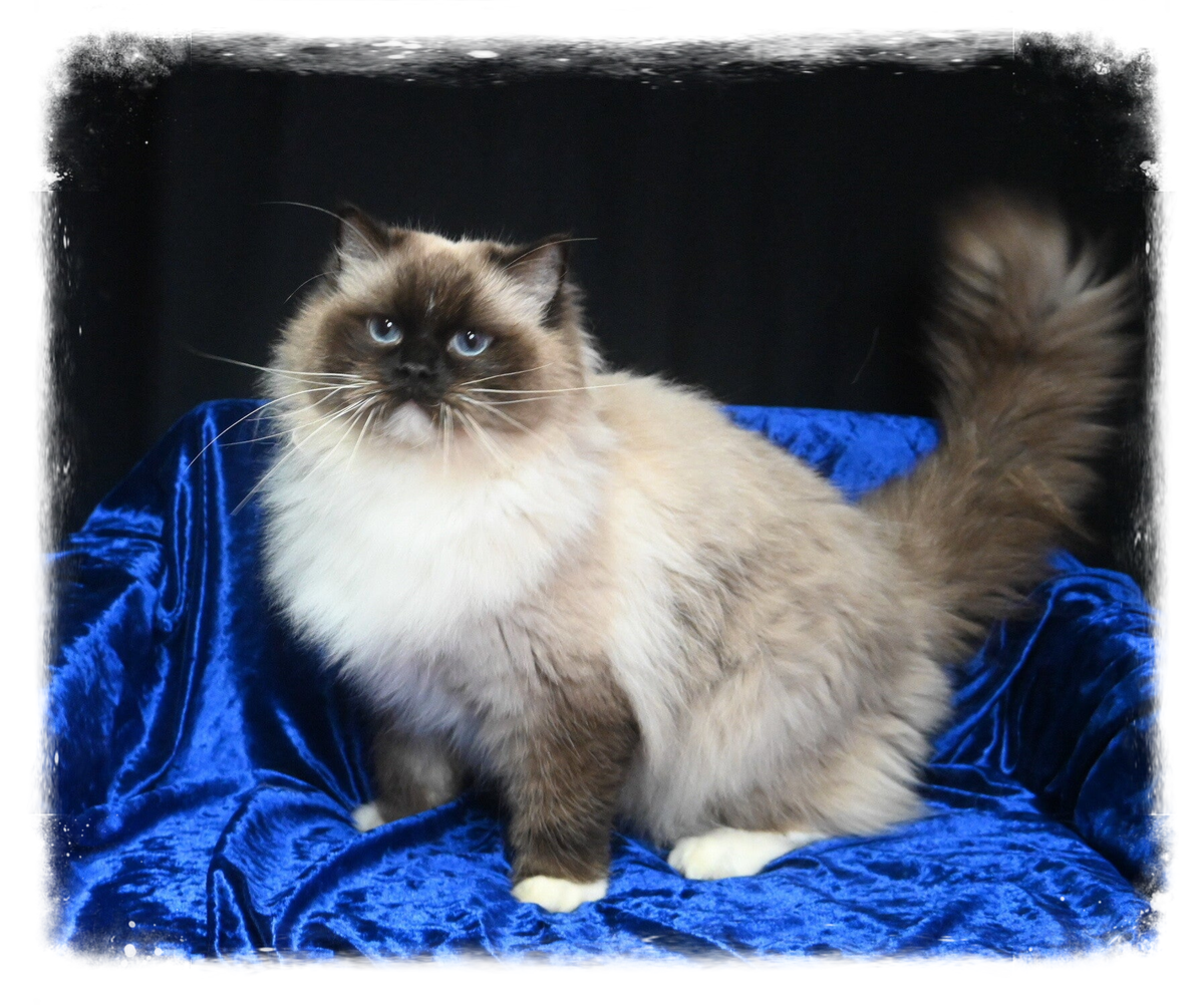 ANGELS | Angel Eyes Ragdolls