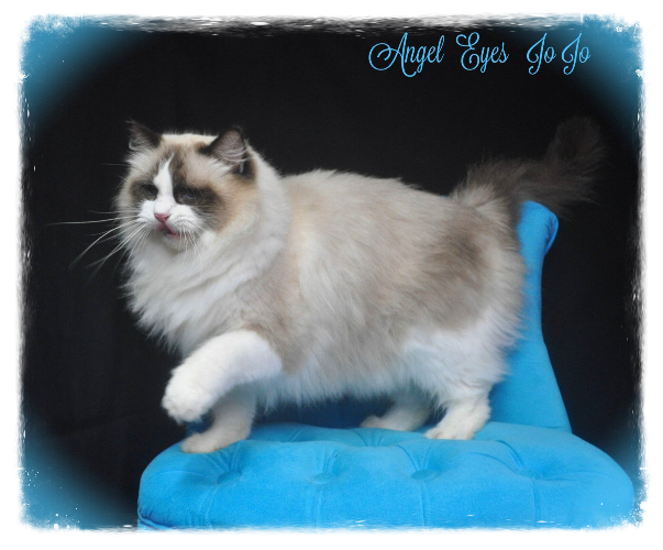 ANGELS | Angel Eyes Ragdolls