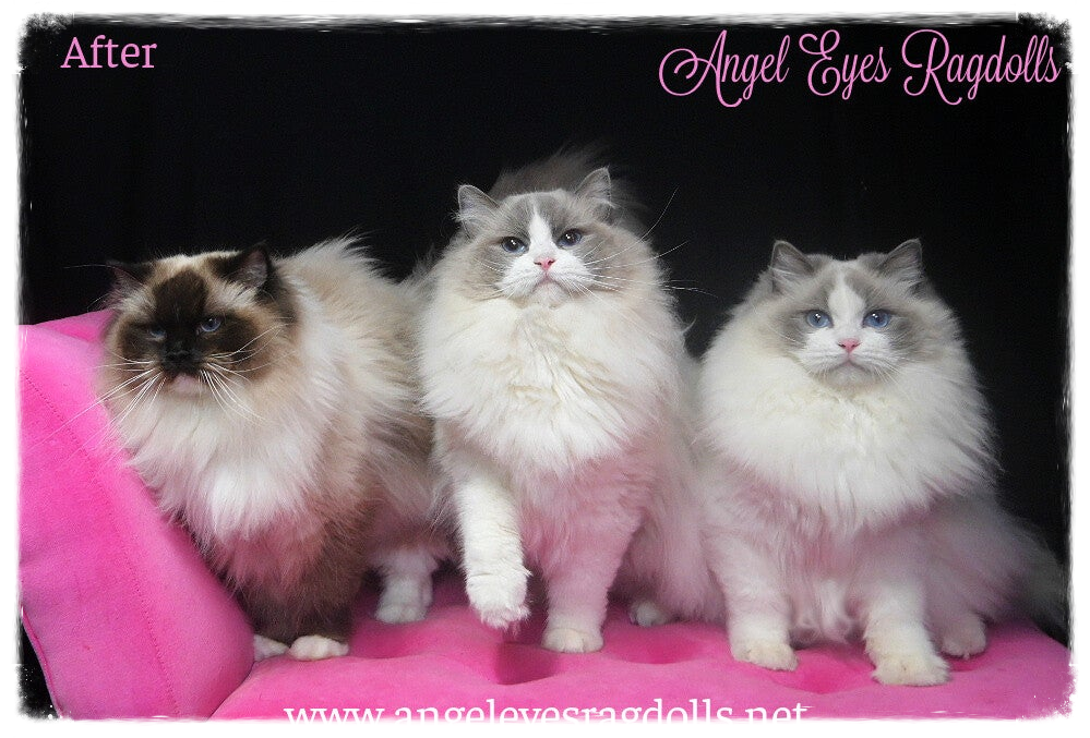 ANGELS | Angel Eyes Ragdolls
