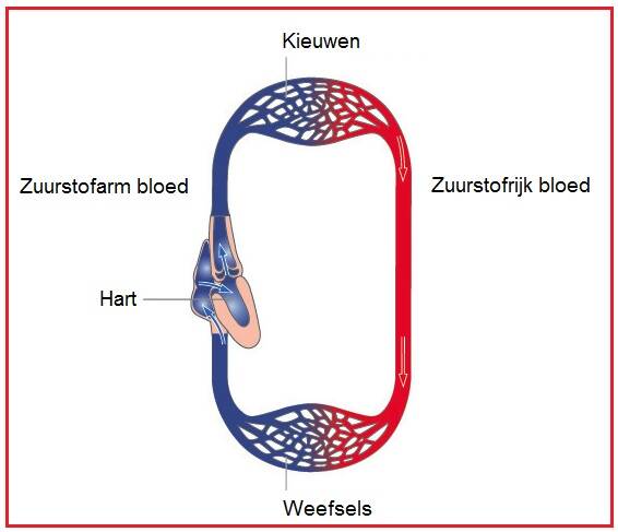 Par. 11.3 | PlantenEnDieren#Life