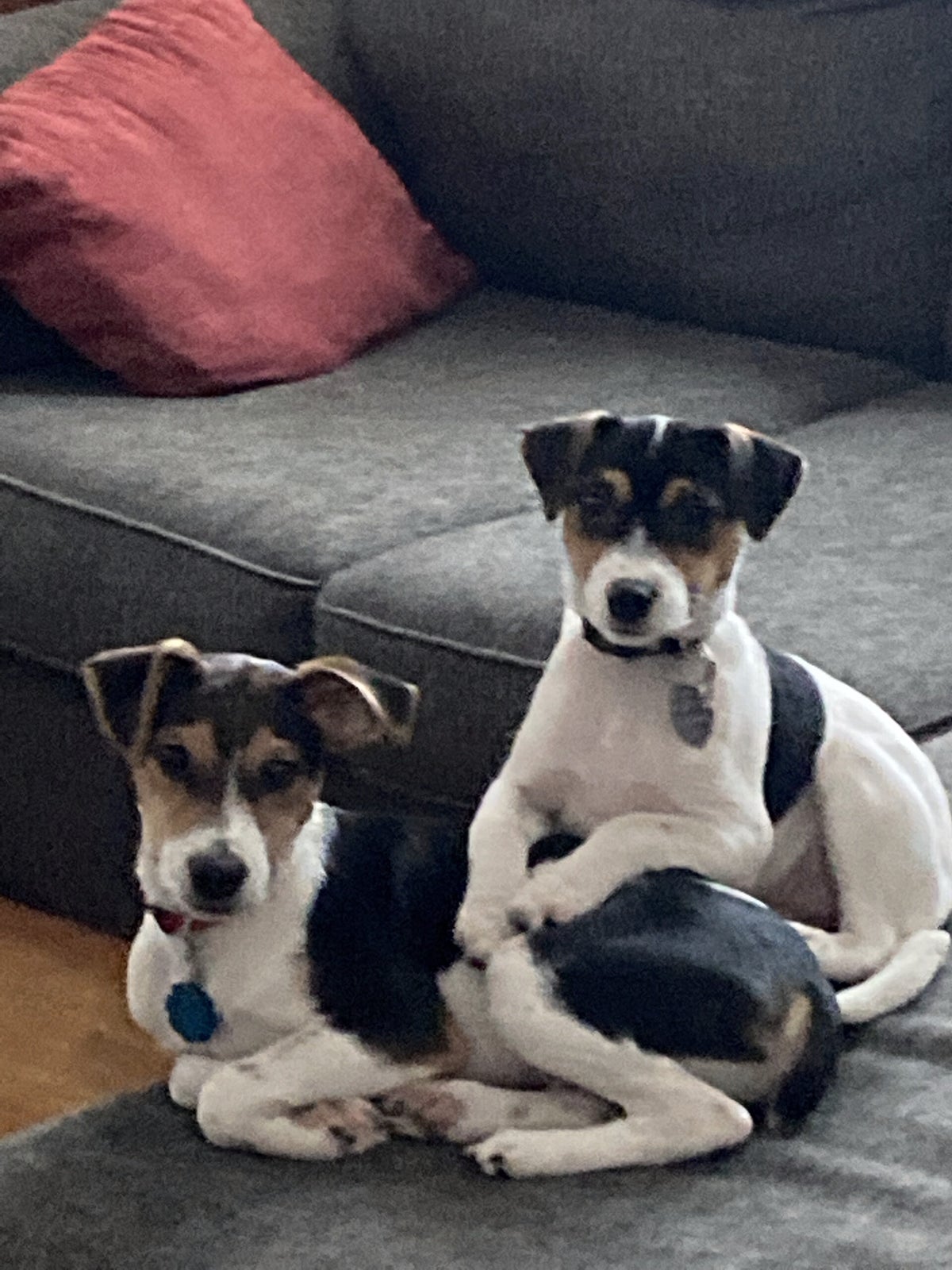 Royal Russells Ranch Jack Russell Terriers